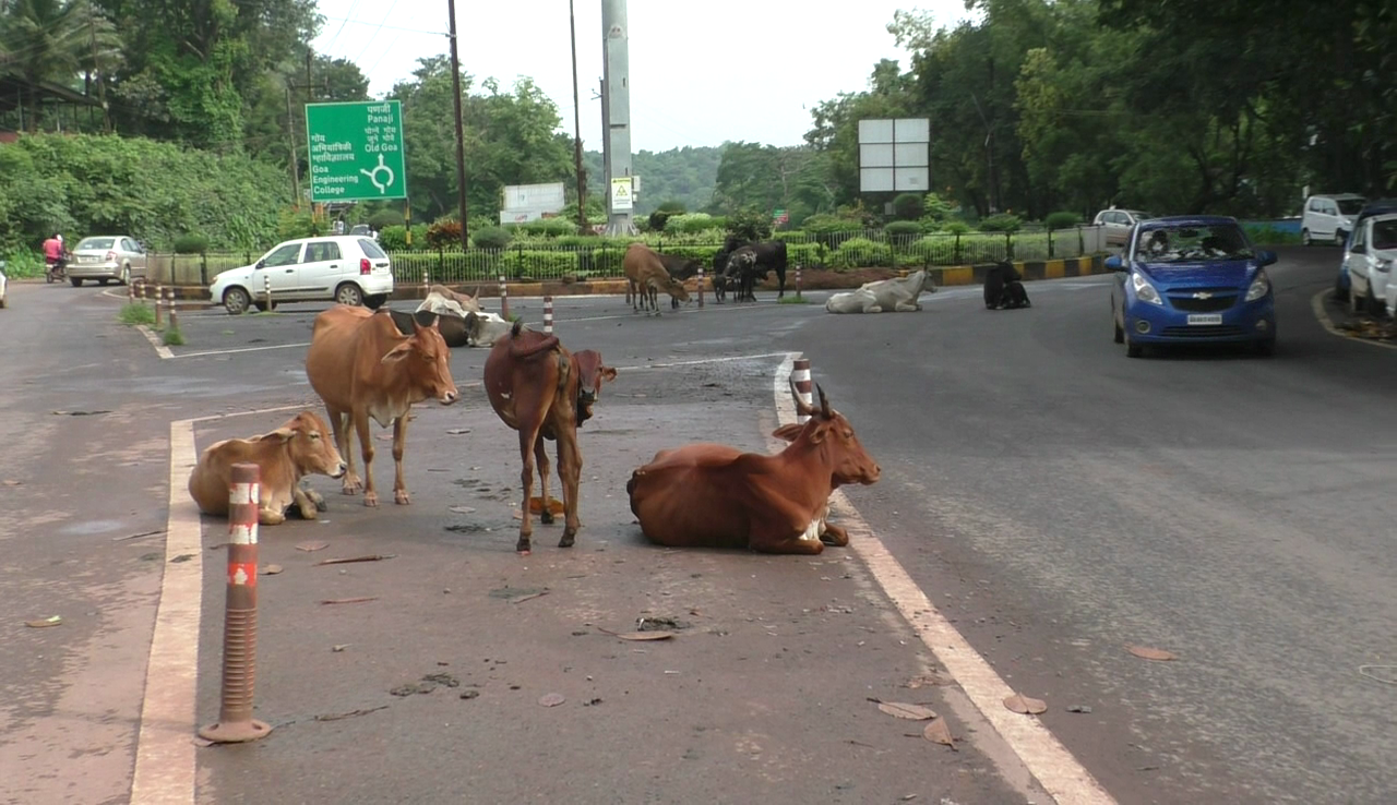 Stray Animals On Road